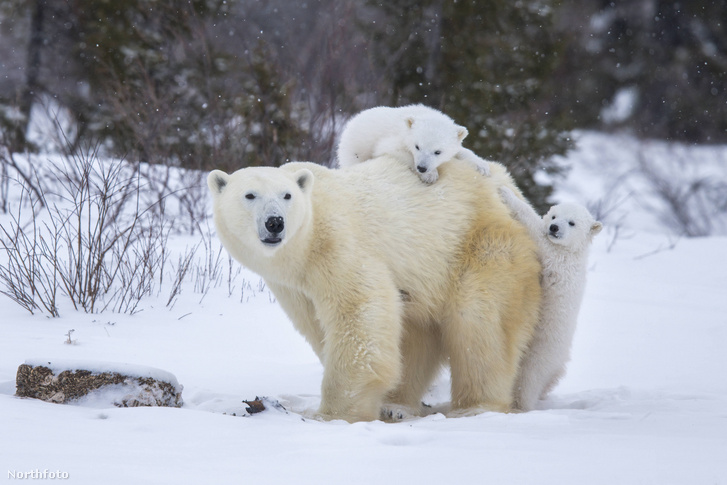 Index - Mindeközben - Imádnivalónak ezek a jegesmedve bocsok, ahogy anyjukat mászókának használják