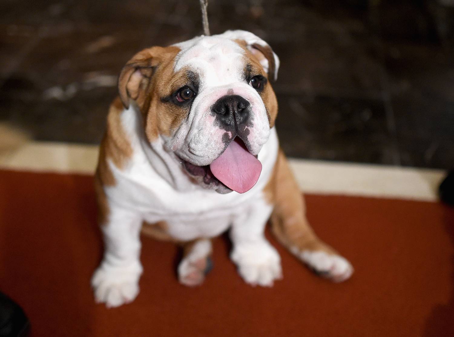 Index - Tudomány - Genetikai zsákutcába ért az angol bulldog