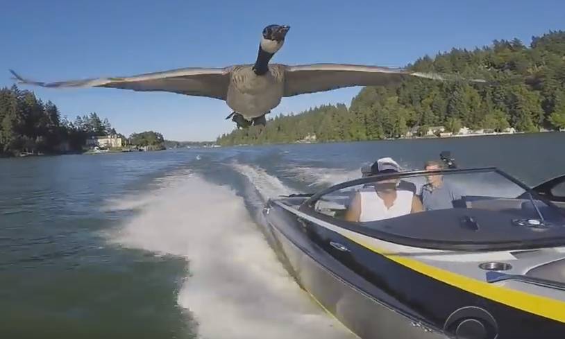 Velvet - Élet - Egy csodálatos történet egy férfiről és vadlúd barátjáról