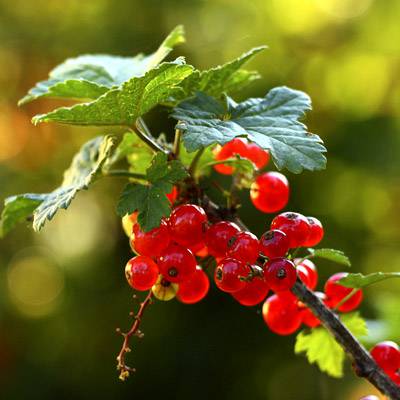 A piros ribizli fogyasztó hatása: 5 centi mínusz hasból 2 hét alatt ...