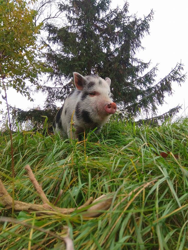 Velvet - Élet - Életet mentett Rupert malac, a hős disznó
