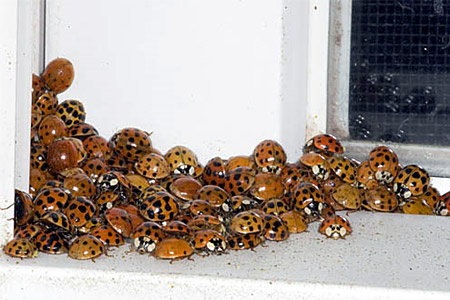 Index - Tudomány - A katicabogár a legfélelmetesebb állat