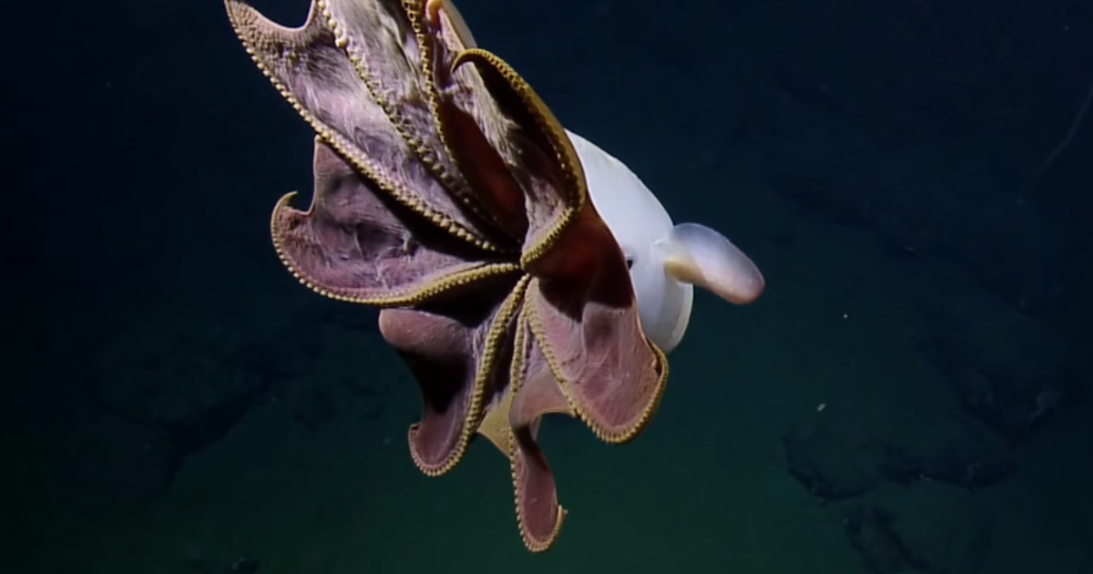 Index - Tech-Tudomány - Elolvadtak a tudósok a Dumbo polip táncától