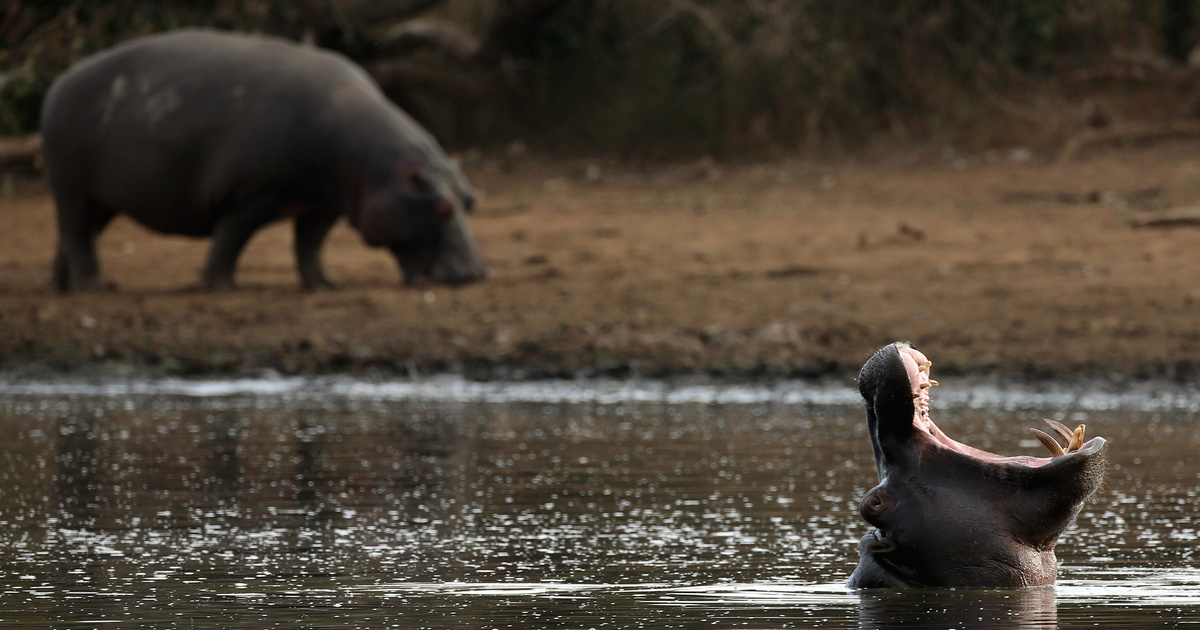 Index - Tech-Tudomány - Valószínűleg lépfene miatt pusztult el 28 ...