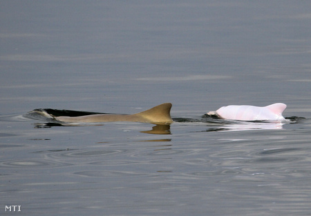 Index - Tudomány - Albínó delfint találtak