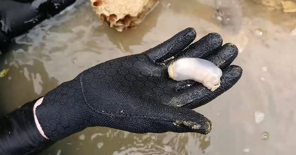 Index - Tech-Tudomány - Sziklát zabál egy bizarr folyami élőlény