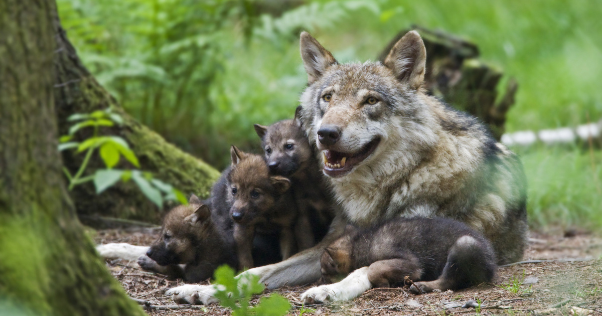 Index - Tech-Tudomány - Farkasokat csempésztek Finnországba, hogy kutya ...