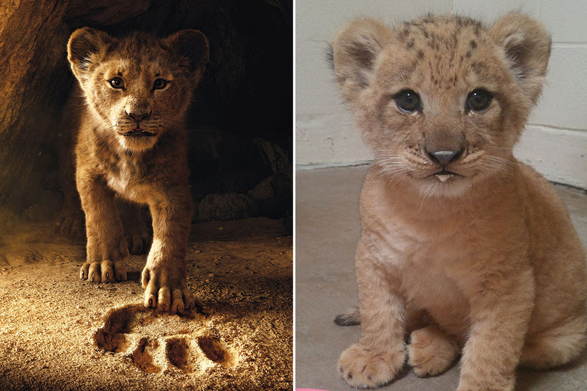 Az igazi Szimba egy hipercuki szőrgombóc: róla mintázták a Disney ...