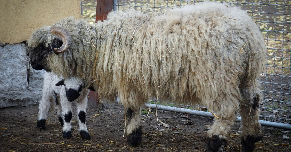 Különleges bárány született a Debreceni Állatkertben - Elolvadsz, ha ...