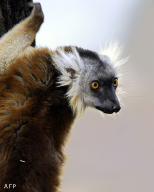 Index - Tudomány - Nagy veszélyben vannak a makik
