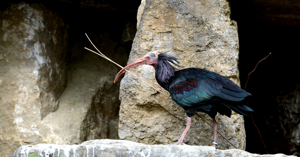 Index - Tech-Tudomány - Budapesten született tarvarjakat telepítettek ...