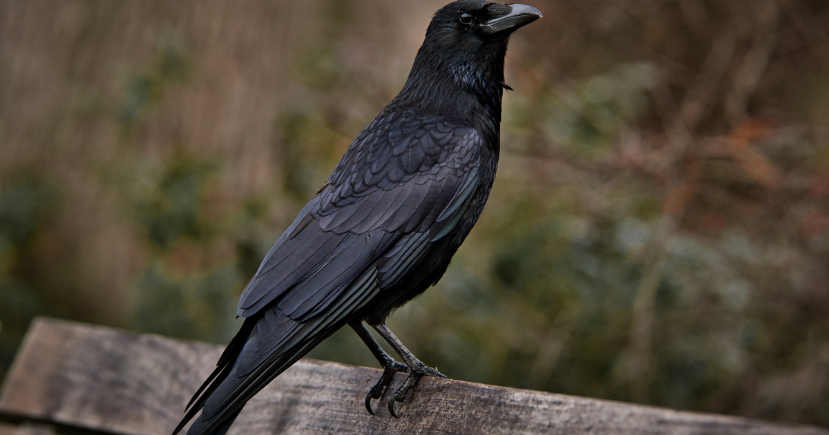 A varjú egy életre megjegyzi az emberi arcokat: 2 érdekesség rendkívüli ...