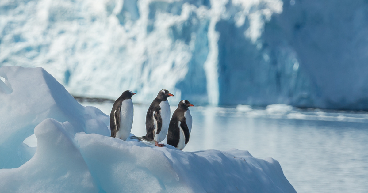 Index - Tech-Tudomány - Érzékenyen reagálnak a pingvinek a zajokra