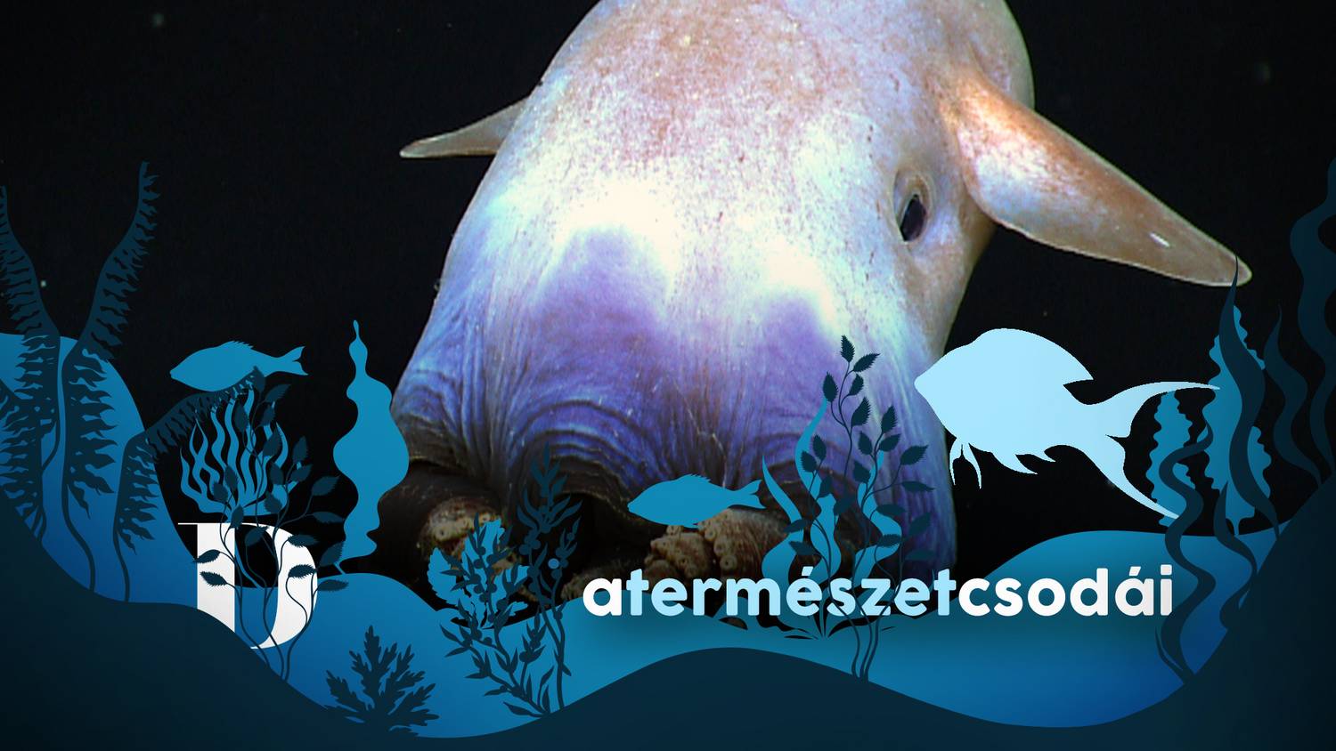 A Dumbo-polip nem véletlenül kapta egy elefántról a nevét: nézd meg ...