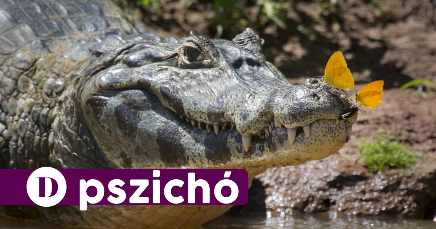 Ki védi meg a csúnya állatokat a pusztulástól? - Dívány