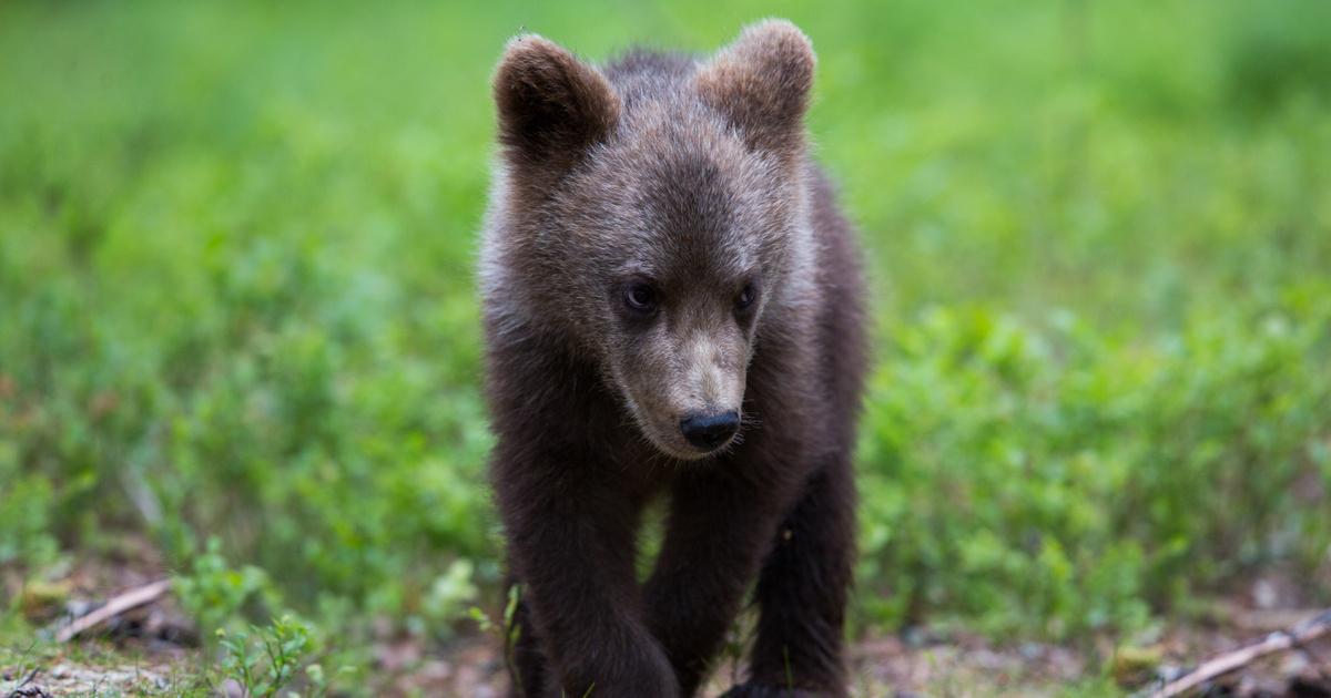 Index - Belföld - Medvebocsot láttak egy nógrádi faluban