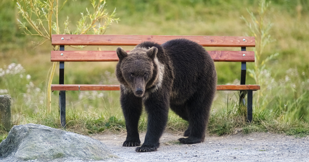 Index - Külföld - „HÉÉÉ, MEDVE!” – így figyelmeztetet a román ...
