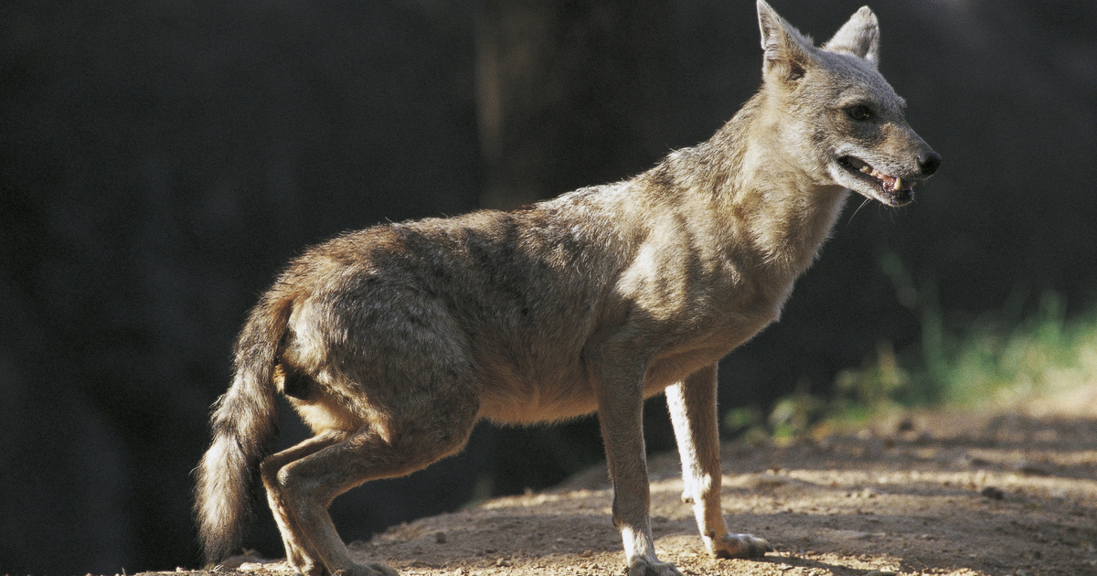 Index - Tech-Tudomány - Különleges nádi farkast ejtettek el Szegeden