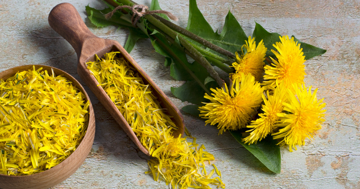 Támogatja a májat, gátolja a felvizesedést: a pitypang minden része ...