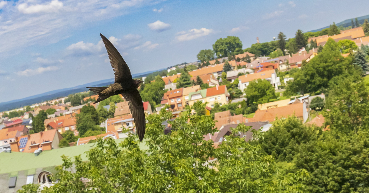 Index - Belföld - Kezdődik a vonulás, útnak indulnak a fecskék