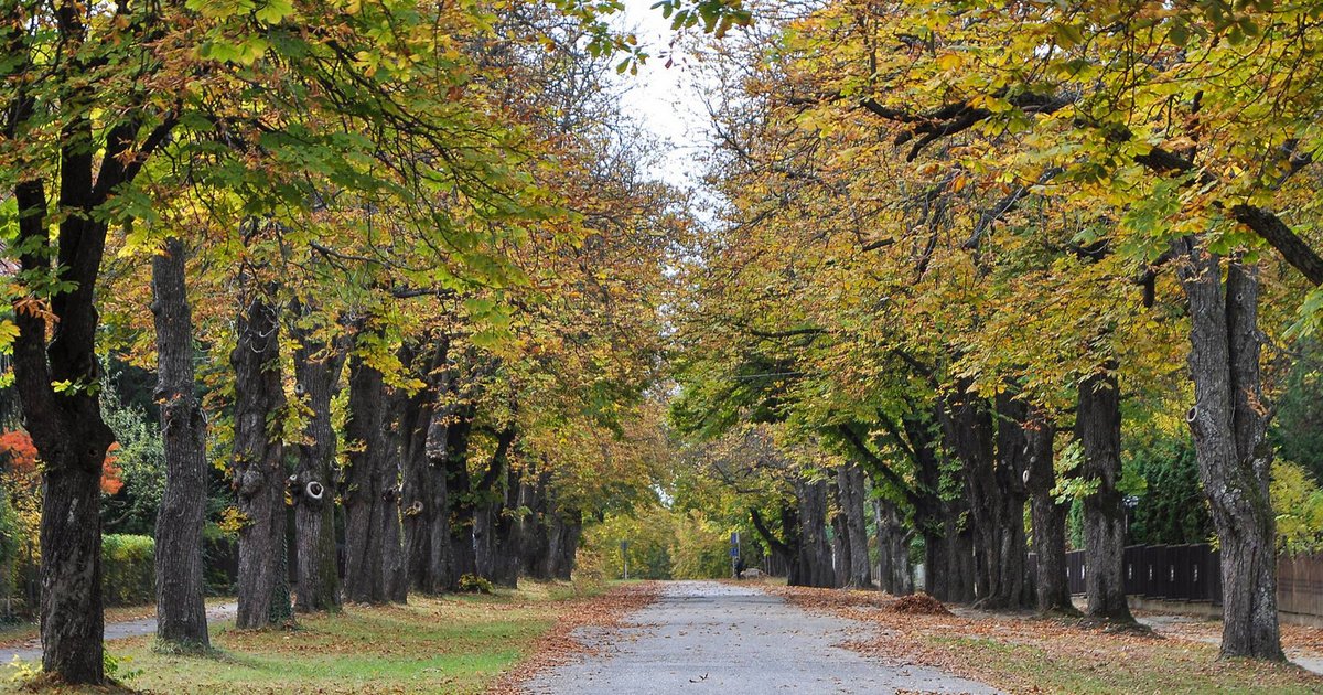 8 magyar fasor, ami sárga pompában a leggyönyörűbb: valósággal mesébe ...