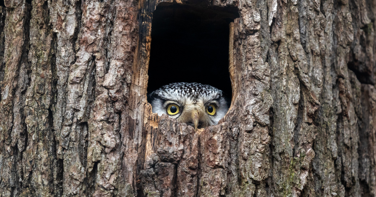 3 bagoly rejtőzik a képen: te mindet megtalálod? Nem is olyan egyszerű ...