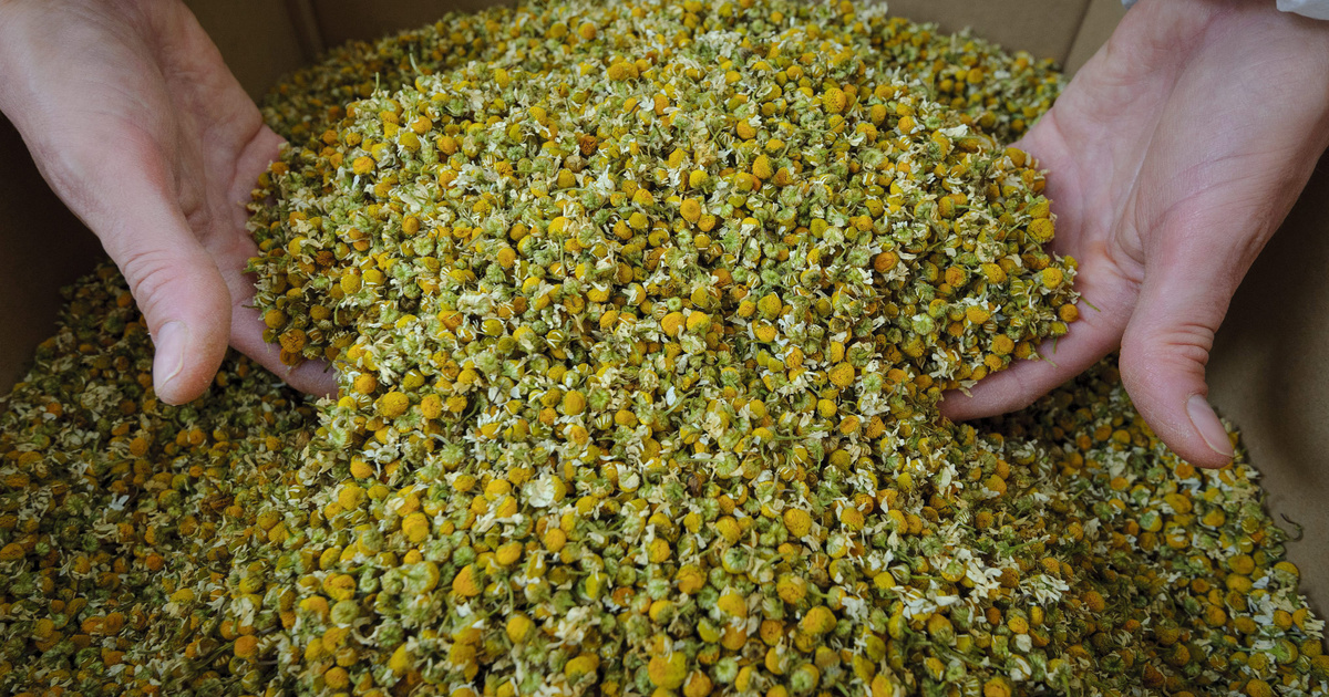 Index - Belföld - Újabb ágazat került veszélybe a külföldi multik miatt