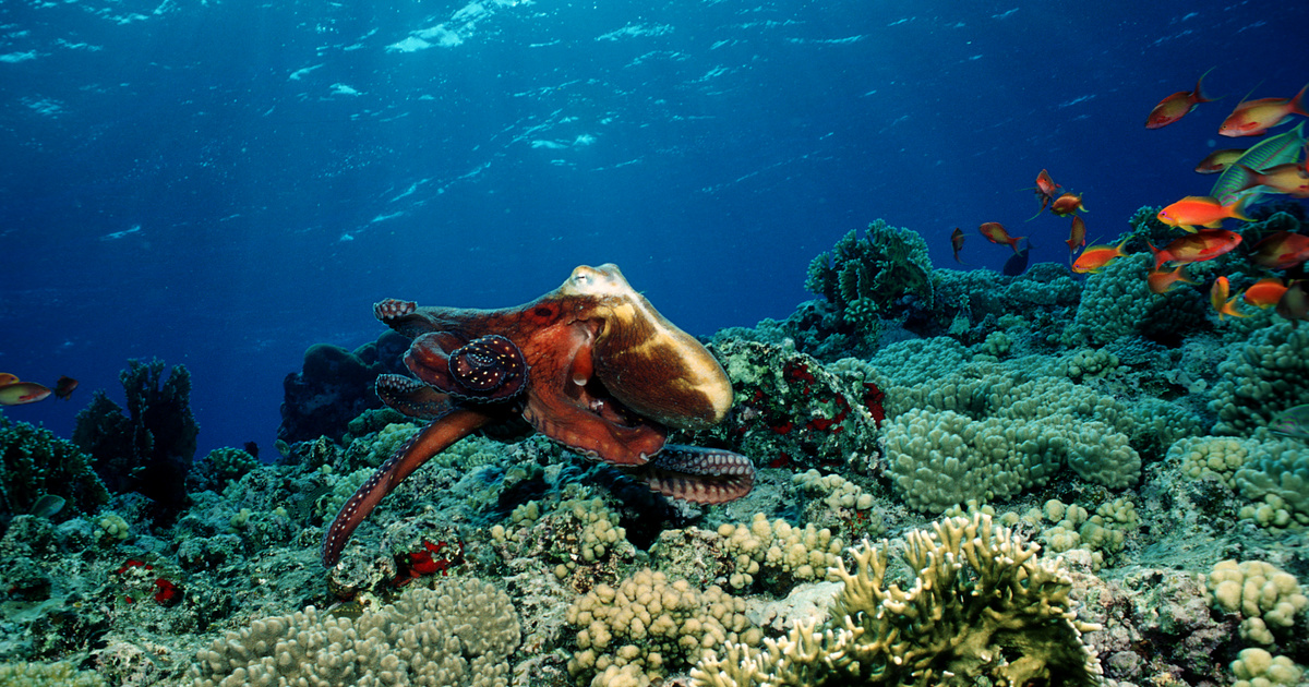 Index - Tudomány - Miért is olyan okos a polip?