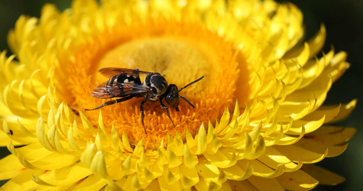 Index - Gazdaság - Drasztikusan rombolja az egészségünket a beporzó ...