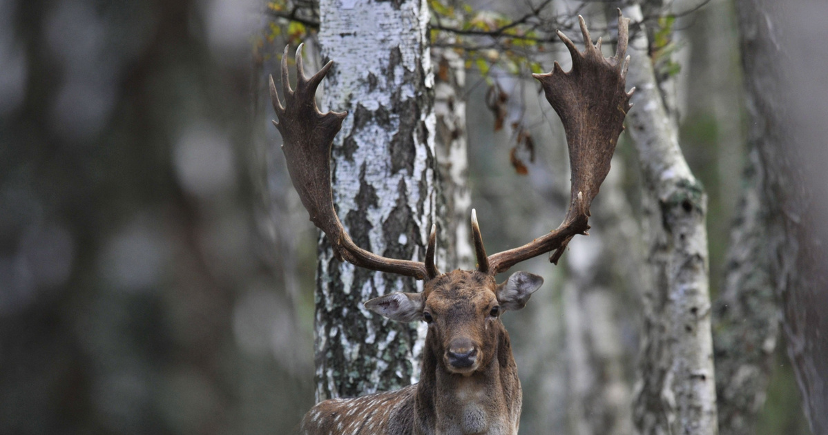 Index - Belföld - Állatkínzásnak minősül a szervezett agancsgyűjtés