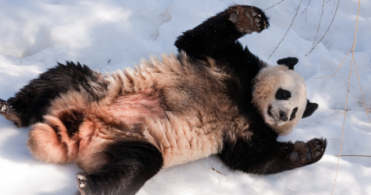 A cuki pandák gusztustalan megoldással védekeznek a hideg ellen - Dívány