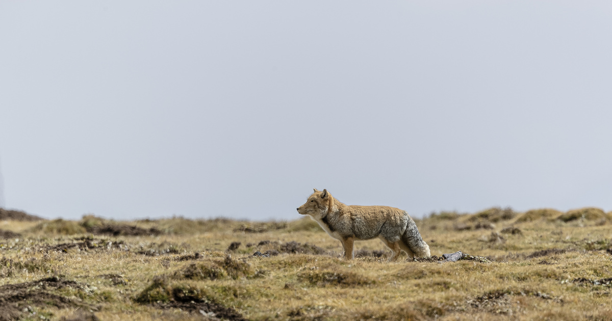 Ilyen kifejező arcú állatot ritkán látni: a tibeti róka elképesztően ...