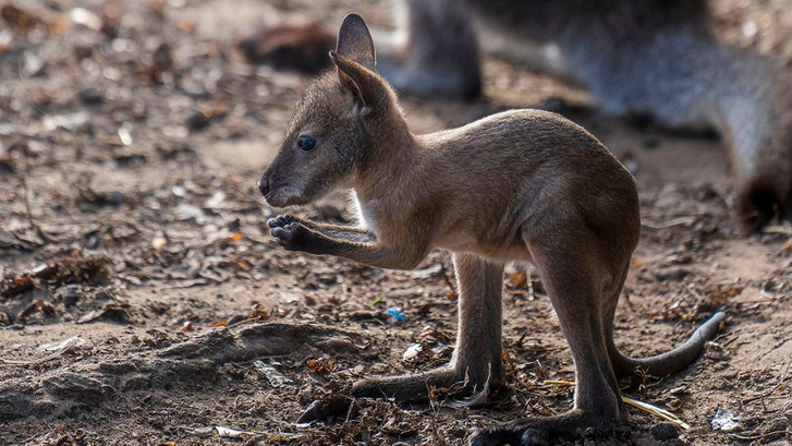 Index - Mindeközben - Bennett-kenguru született Debrecenben, azonnal ...