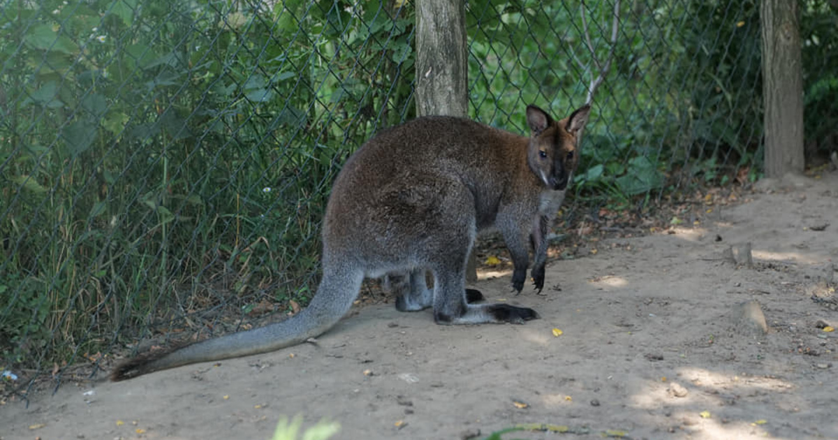 Index - Belföld - Egy bika áldozata lett Jack, a móri kenguru
