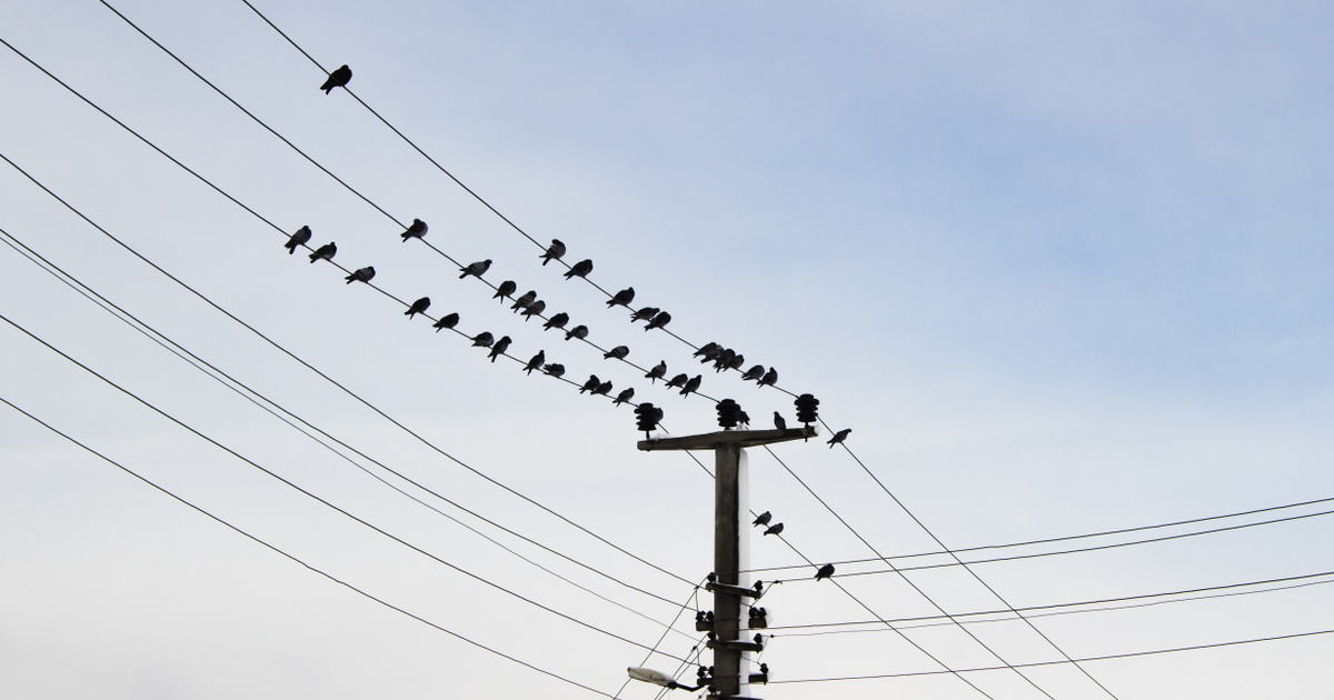 Index - Belföld - Több százezer madár pusztul el évente áramütésben ...