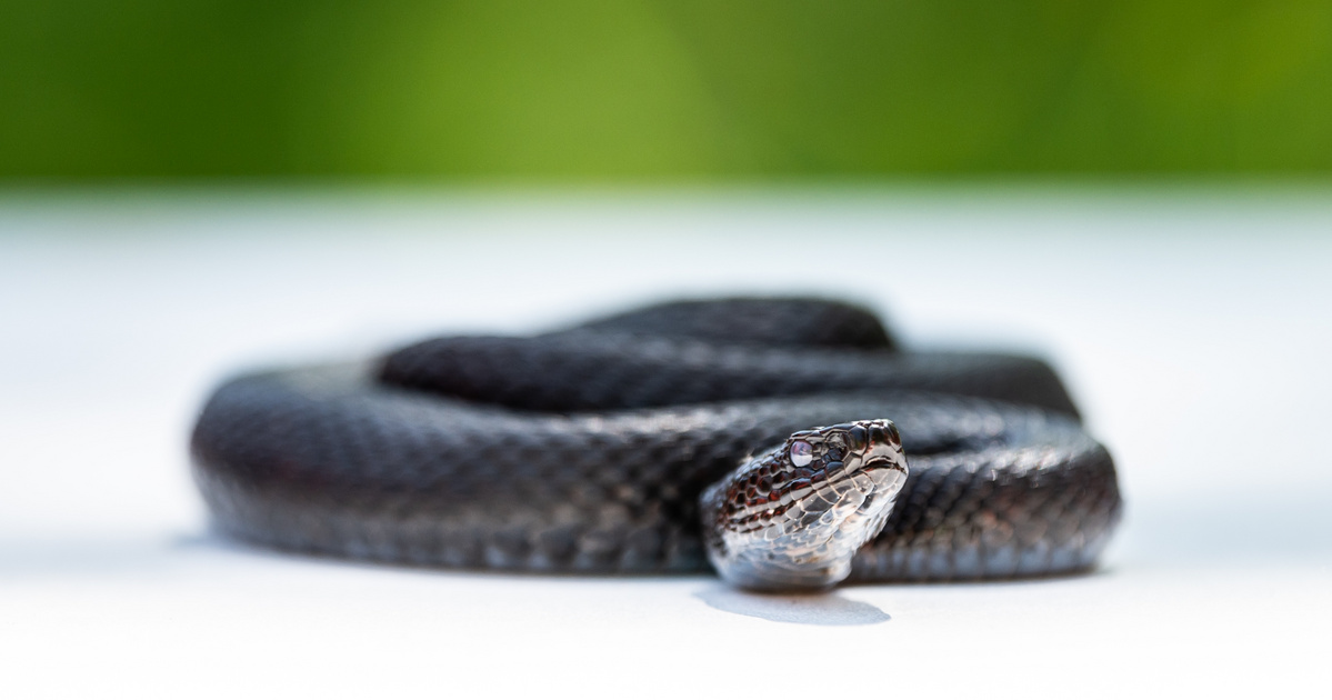 Index - Belföld - Keresztes vipera mart meg egy férfit a Zemplénben