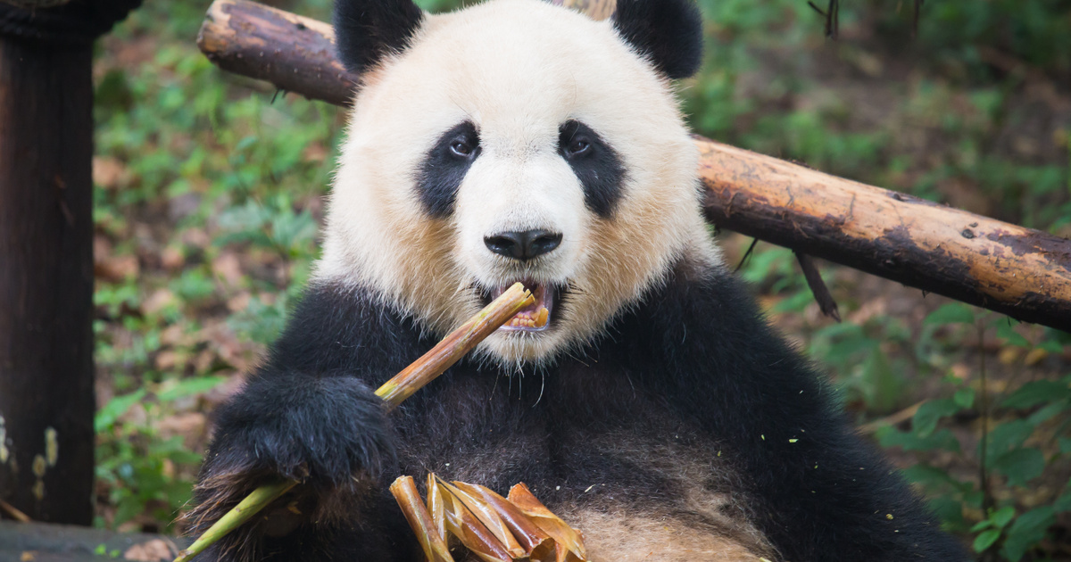 Nem várt dolog történt a pandákkal: ennek sokan fognak örülni - Terasz ...