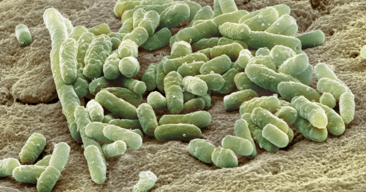 Index - Tech-Tudomány - Bélbaktériumokon is fut a Doom