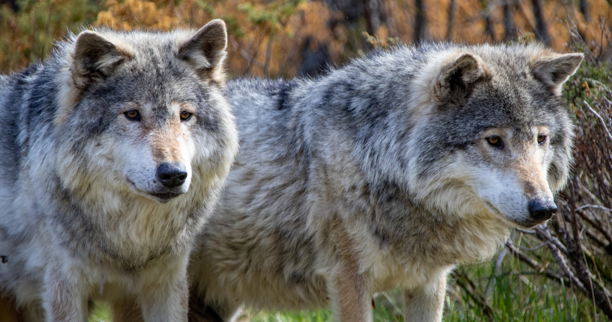 Index - Tudomány - A csernobili mutáns farkasok ellenállóvá váltak a ...