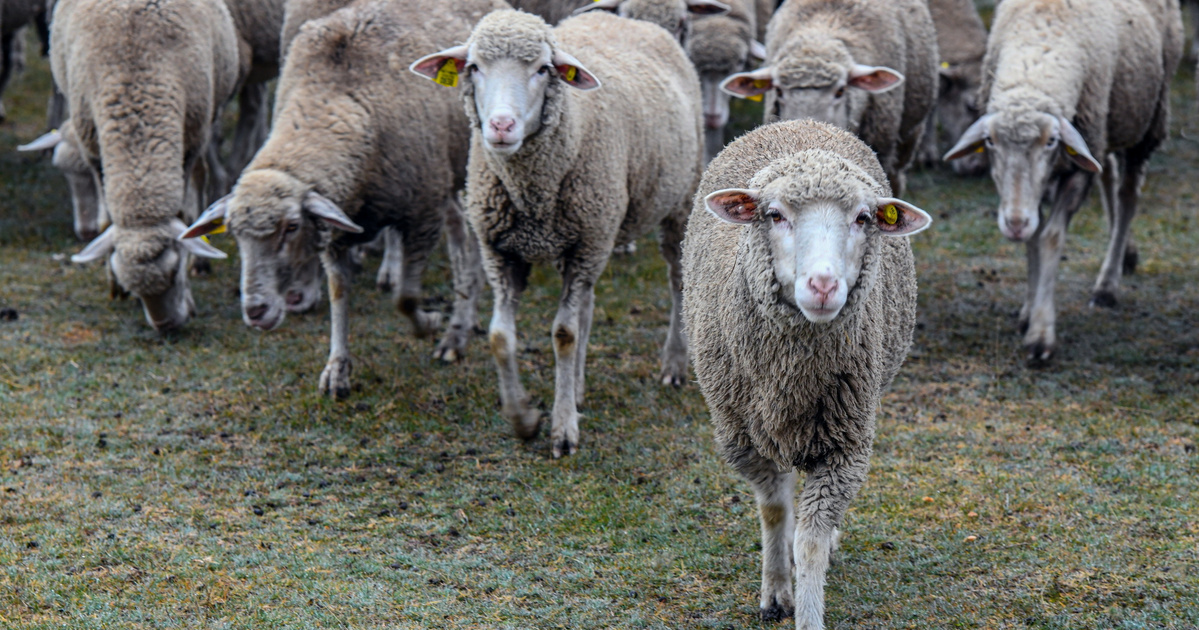 Index - Gazdaság - Olasz gyomorban végzi a legtöbb magyar bárány