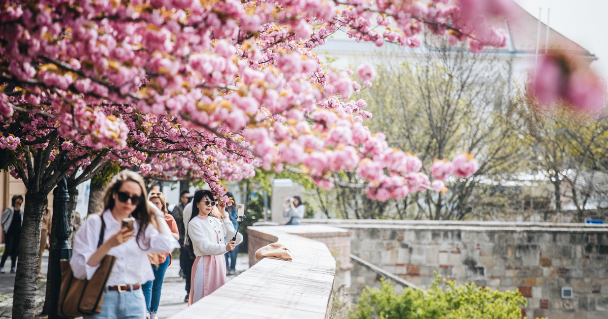 4 must-see cherry blossom spots in Budapest - English - We love Budapest