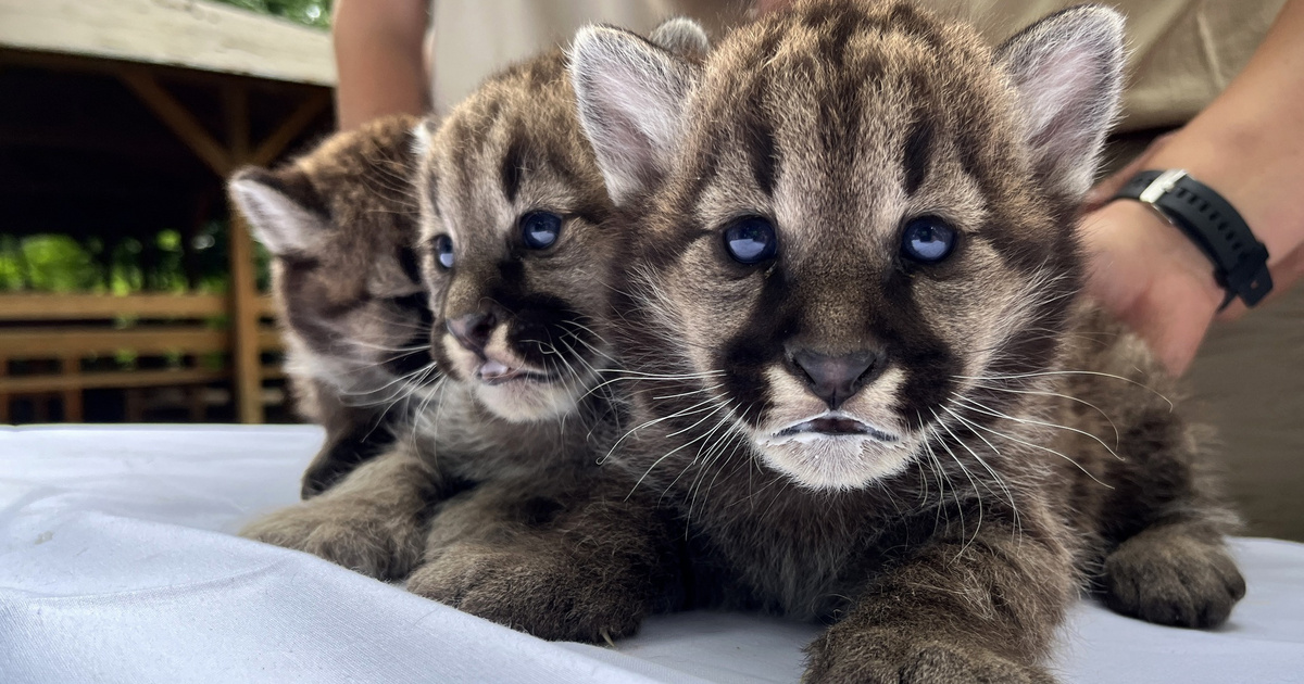 Index - Belföld - Puma hármasikrek születtek Nyíregyházán