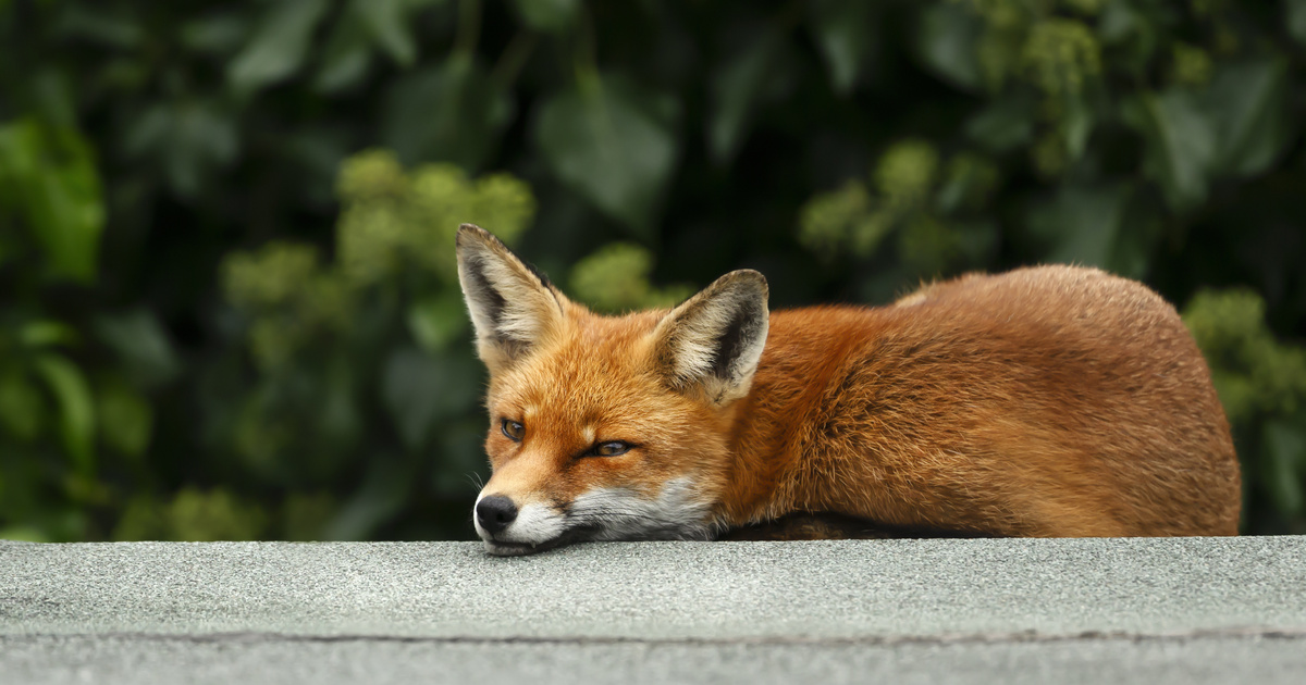 Egy róka vackolta be magát a férfi tetőjén, nagyon vicces, hogy bukott ...