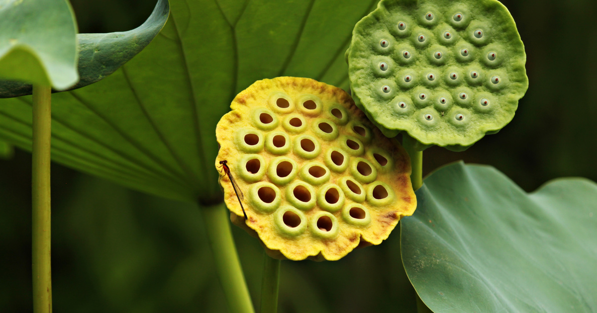 Index - Tech-Tudomány - Vigyázzon, itt az új fóbia!