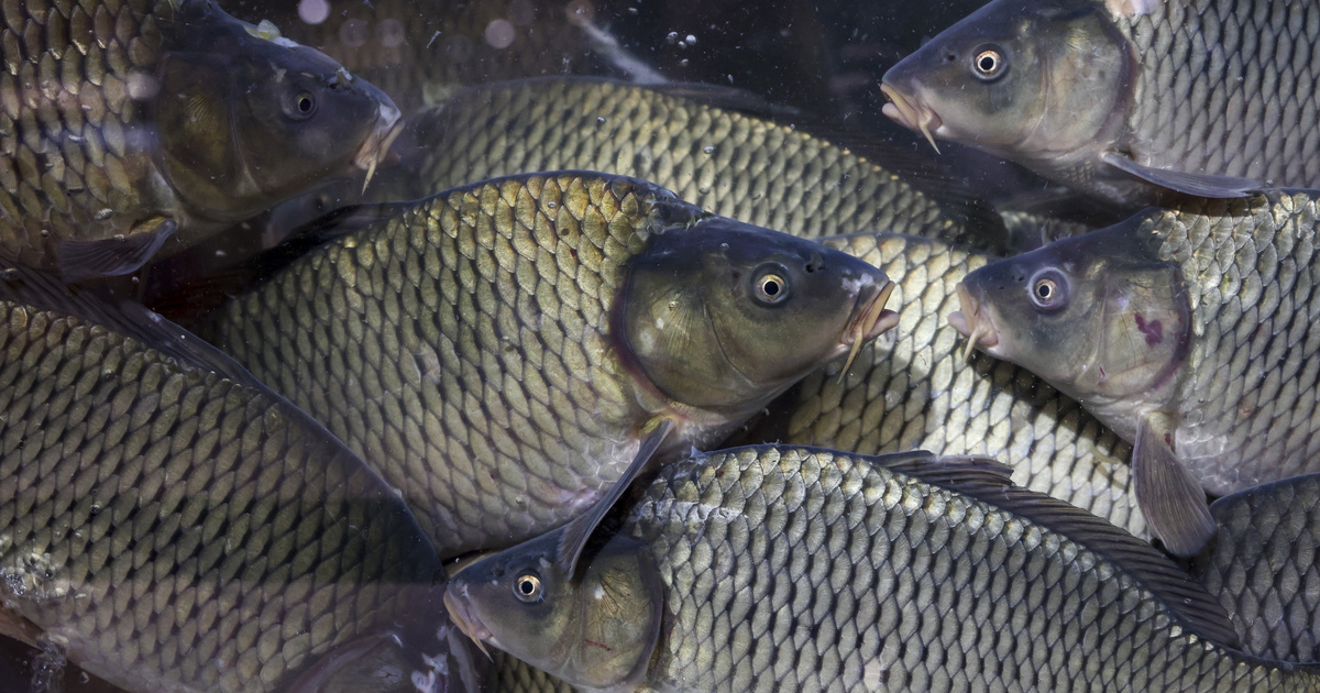 Index - Tudomány - A kánikula miatt megfulladhatnak a halak a vízben