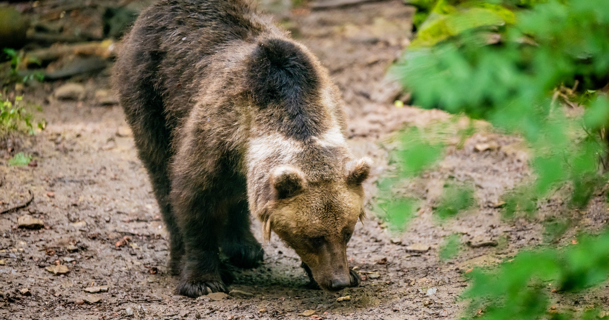 Index - Belföld - Medve kóborolhat egy közkedvelt kirándulóhelyen, friss nyomokra bukkantak