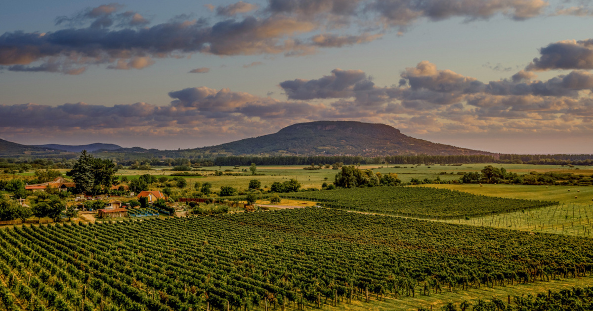 Balaton Bor Bár - Program - We love Balaton