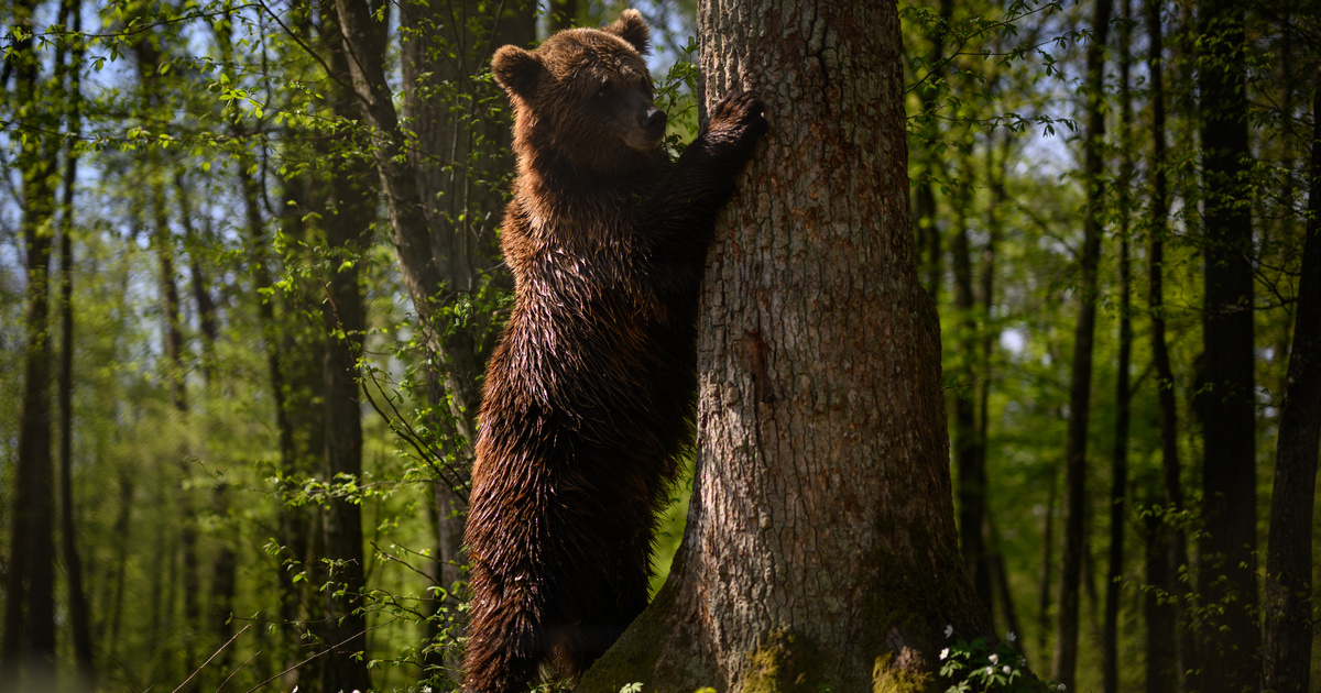 Index - Belföld - Riasztották Bajót lakosait, medve járkál a településen