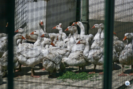 Velvet - Sztori - Kisorsolják Hajdú Péter Kossuth téri libáit