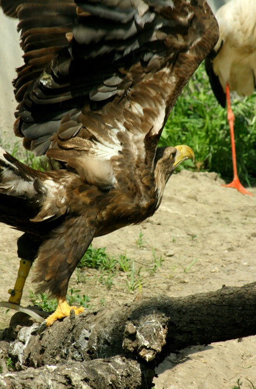 Velvet - Blogok - Műlábat kapott Luca, a réti sas